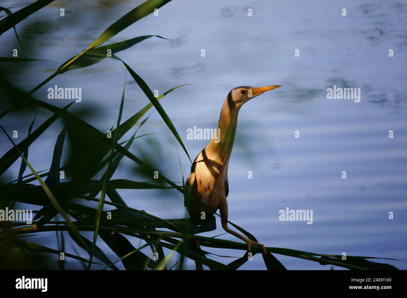 Photo of a small stork. Wild animals in nature Stock Photo - Alamy