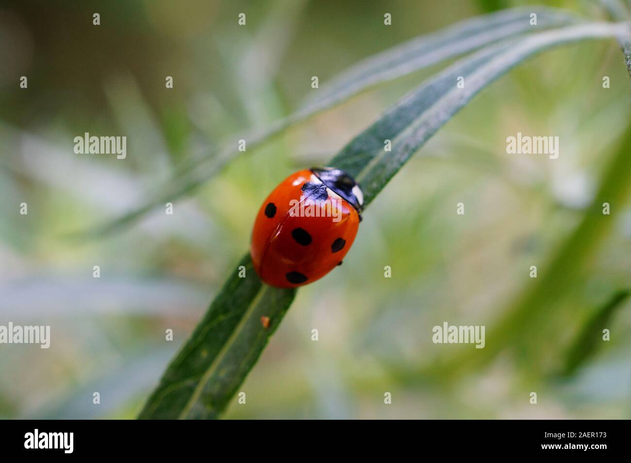 The picture of the red ladybugs in the field colors. Colored natural ...