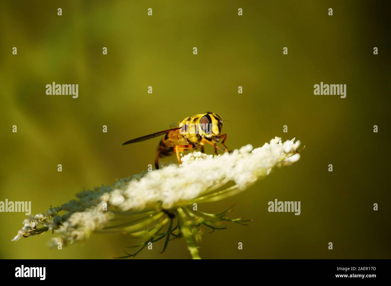 The photograph of the bumblebee in a field of colors. Colored natural ...