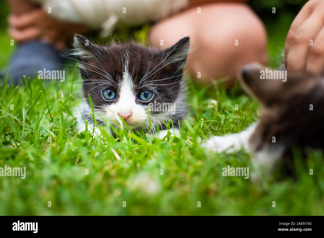Tabby kittens playing garden hi-res stock photography and images - Alamy