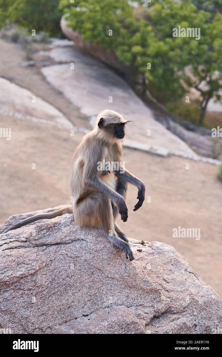 Black face monkey india hi-res stock photography and images - Alamy