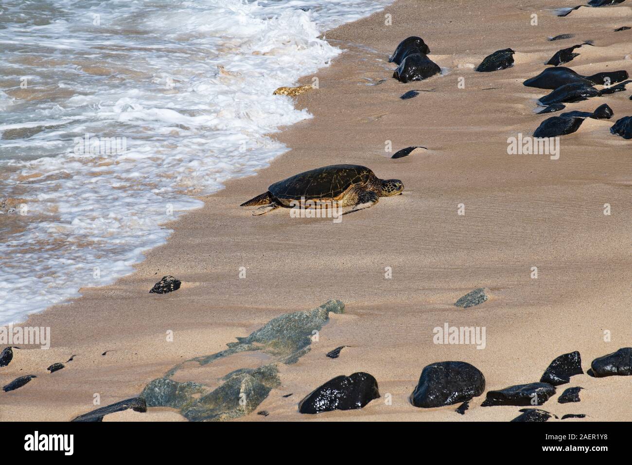 Green sea turtle emerging from the Pacific ocean on Maui, Hawaii, USA ...