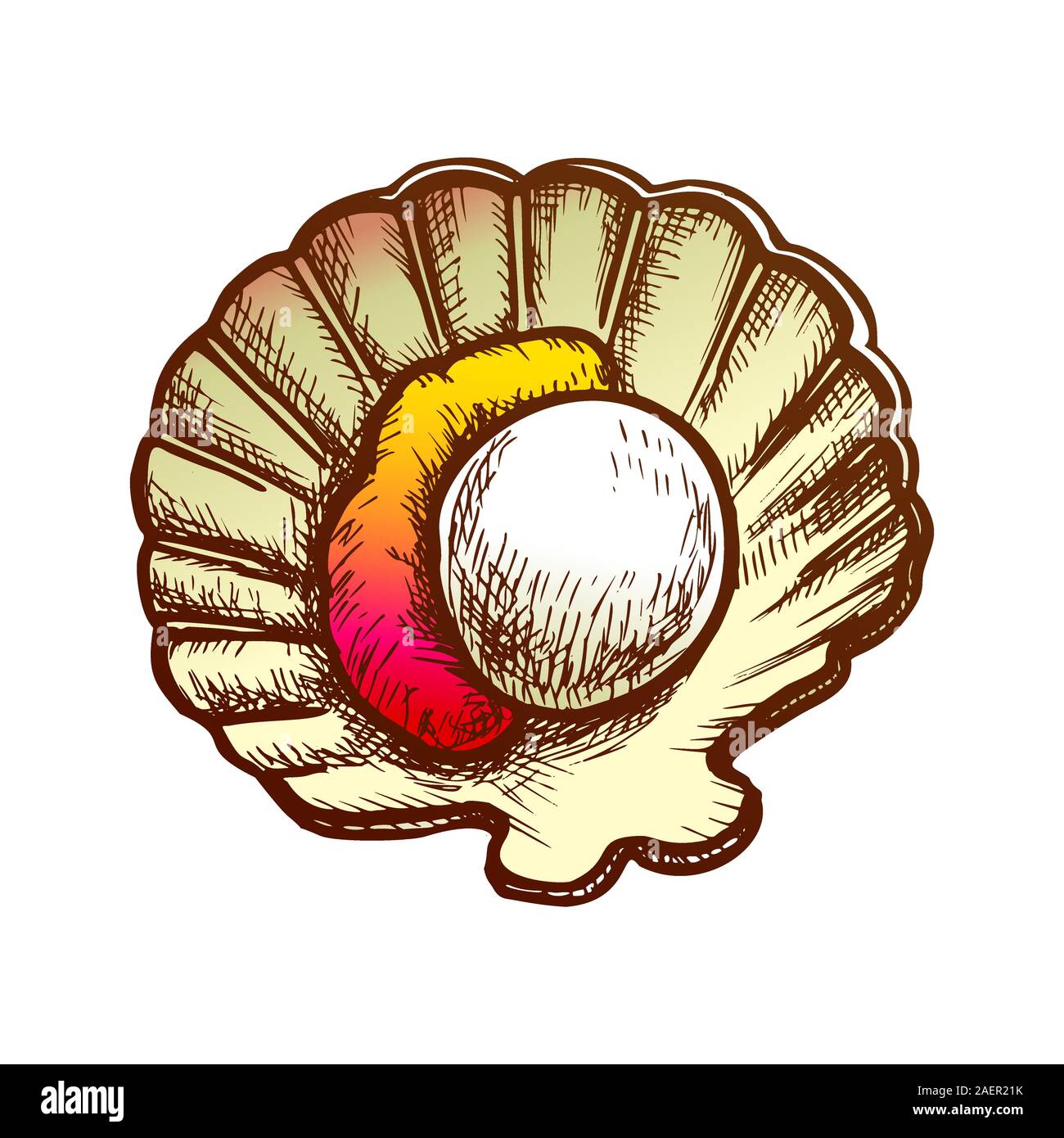 Scallop Meat In Shell Seafood Color Vector Stock Vector Image & Art - Alamy