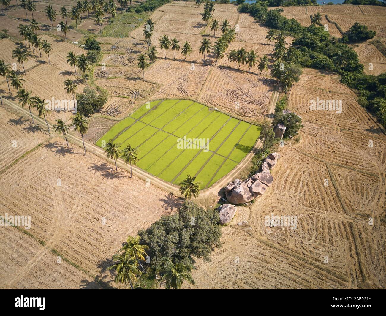 Aerial view of rice field india hi-res stock photography and images - Alamy