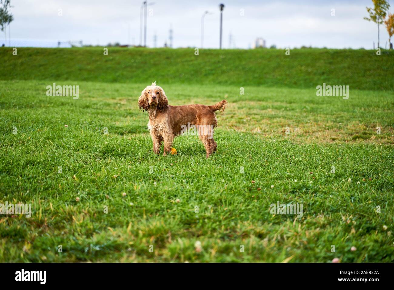 Curly red English Cocker Spaniel walks in meadow Stock Photo - Alamy