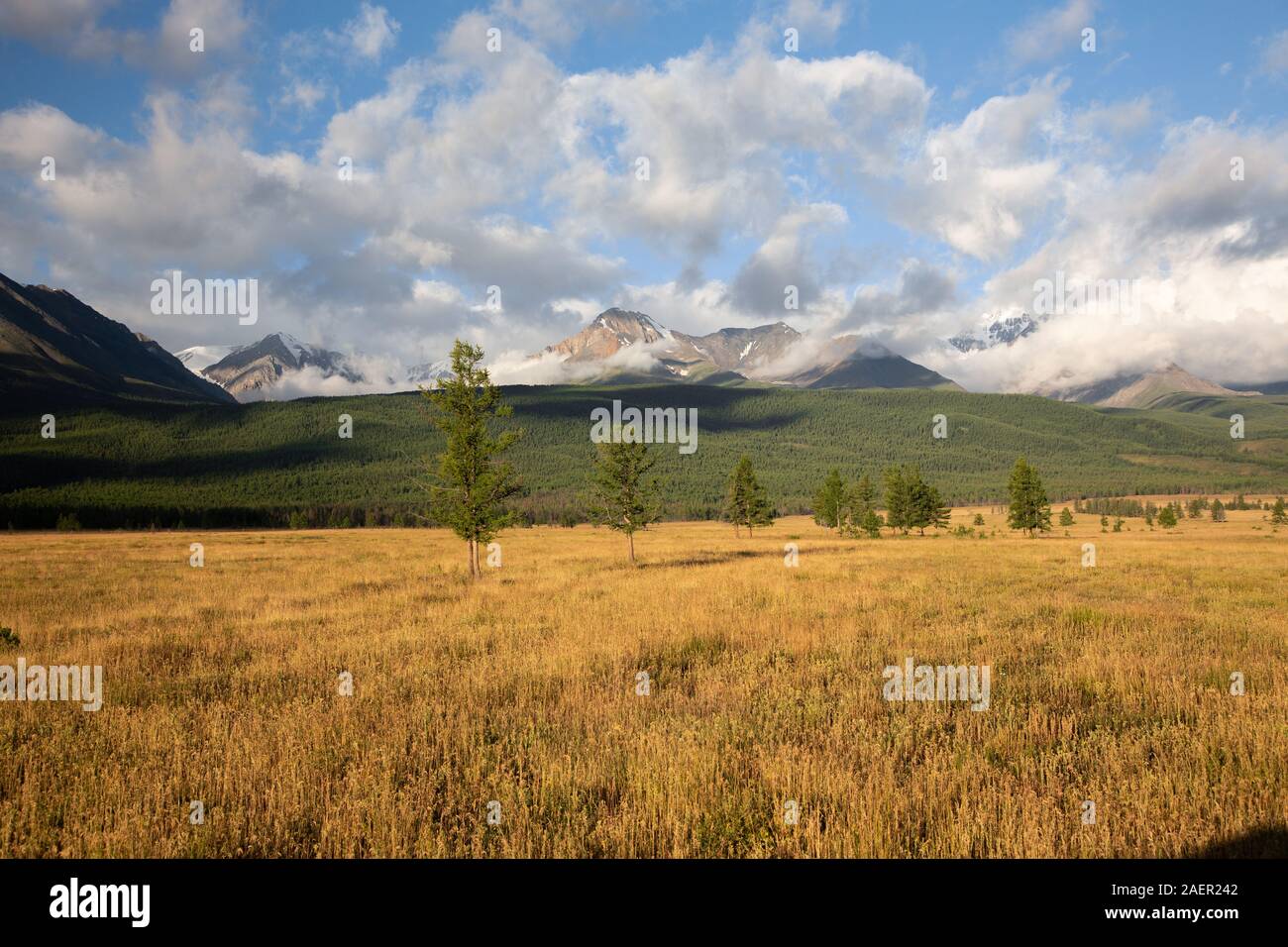 Altai snow mountain and steppe forest hi-res stock photography and ...