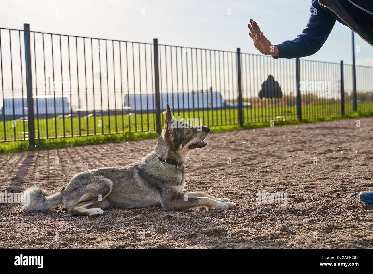 Obedient dog with gray color performs command of owner, looks at hand ...
