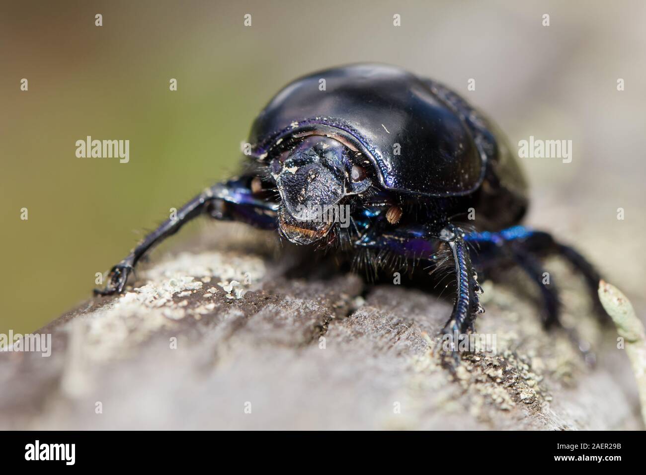 Bluish beetle hi-res stock photography and images - Alamy