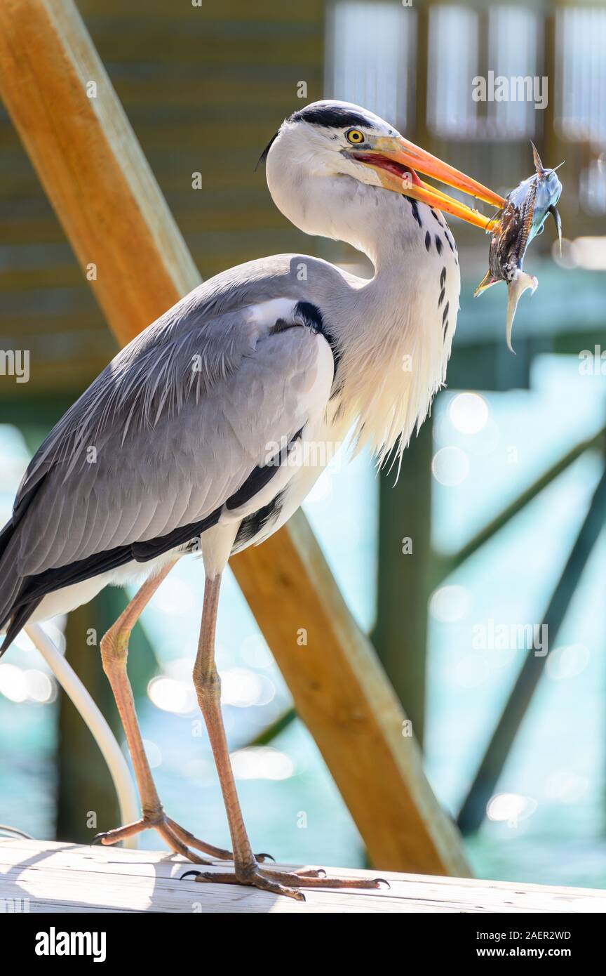 Grey Heron fishing, Maldives Stock Photo - Alamy