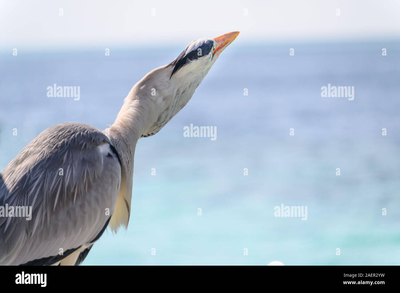Grey Heron fishing, Maldives Stock Photo - Alamy