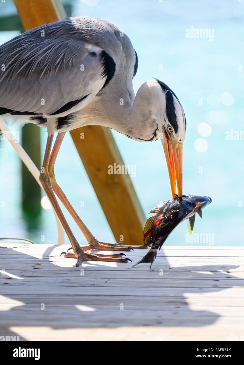 Grey Heron fishing, Maldives Stock Photo - Alamy