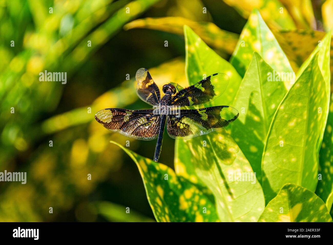 Black winged flutterer hi-res stock photography and images - Alamy