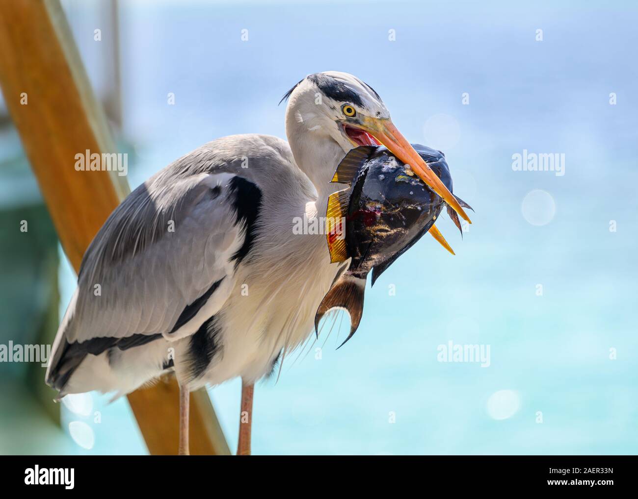 Grey Heron fishing, Maldives Stock Photo - Alamy