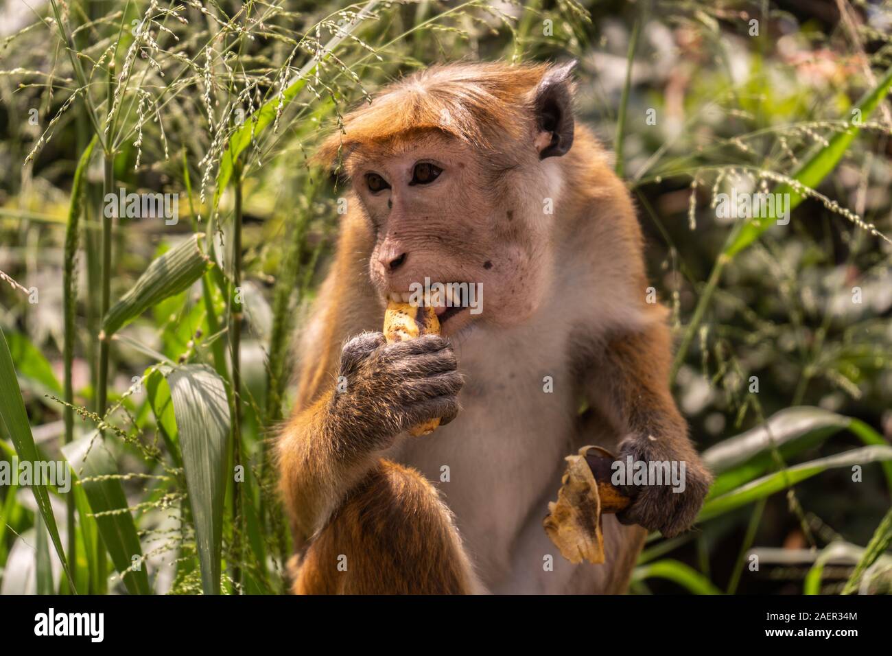 Red-haired monkey with a funny hairstyle eats a banana Stock Photo - Alamy