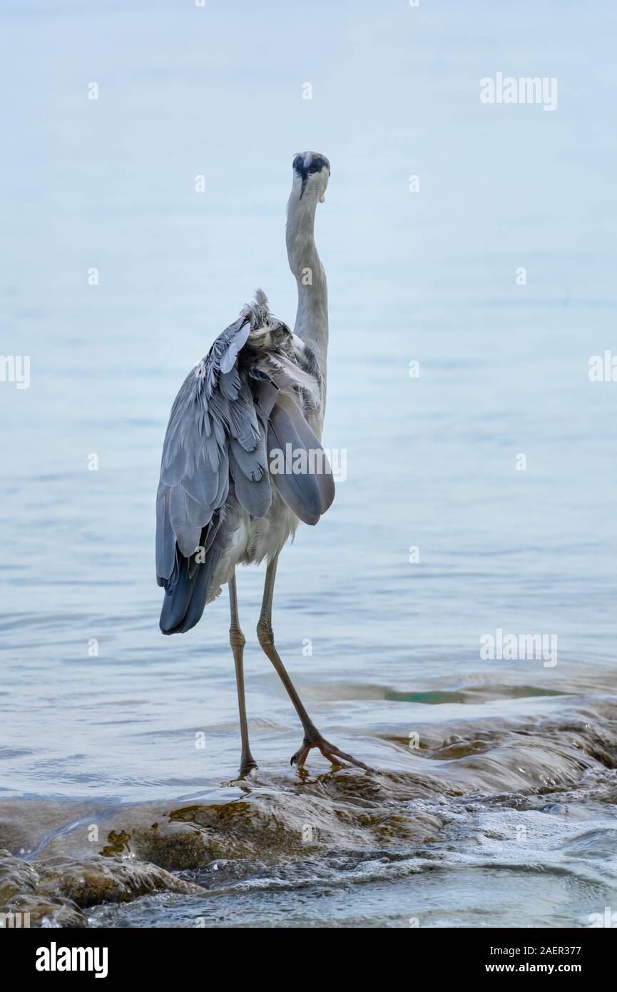 Grey Heron fishing, Maldives Stock Photo - Alamy