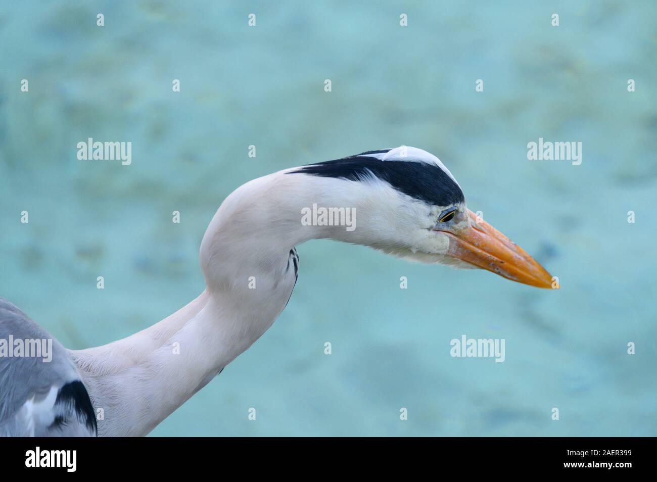Grey Heron fishing, Maldives Stock Photo - Alamy
