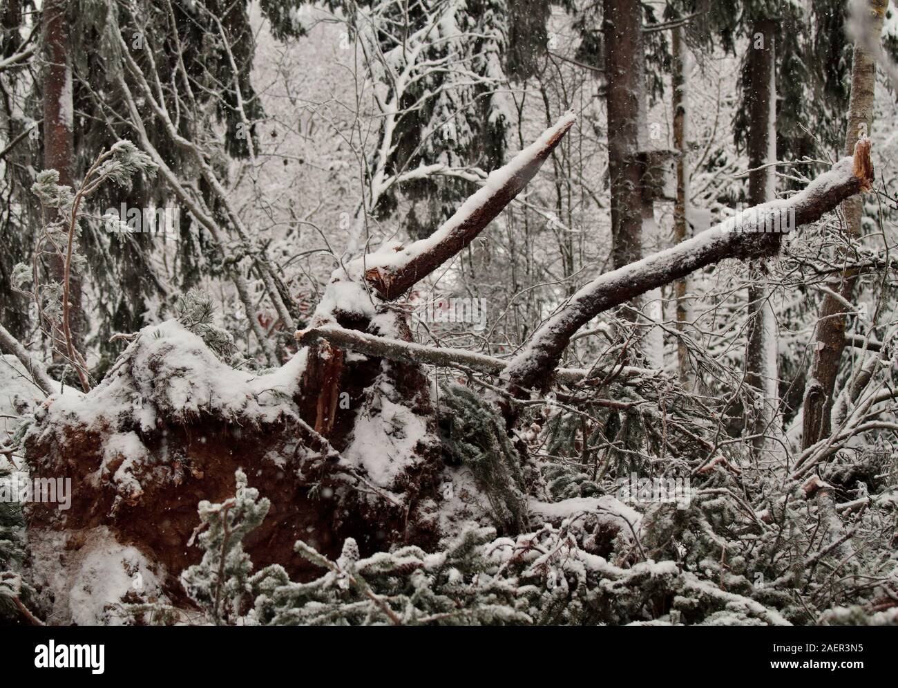A fallen tree roots upside down after a winter storm in the forest ...