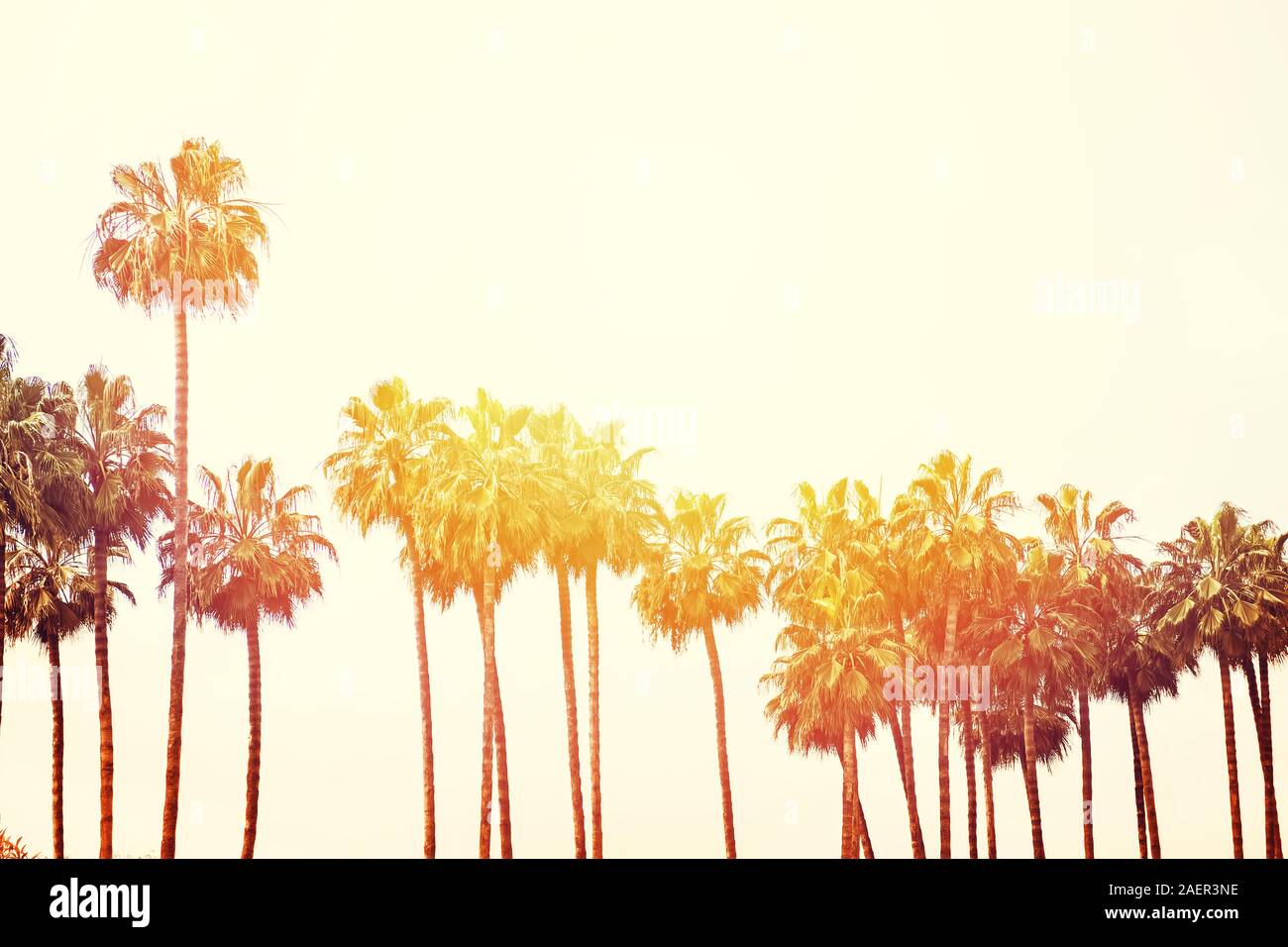 Tall palms hi-res stock photography and images - Alamy