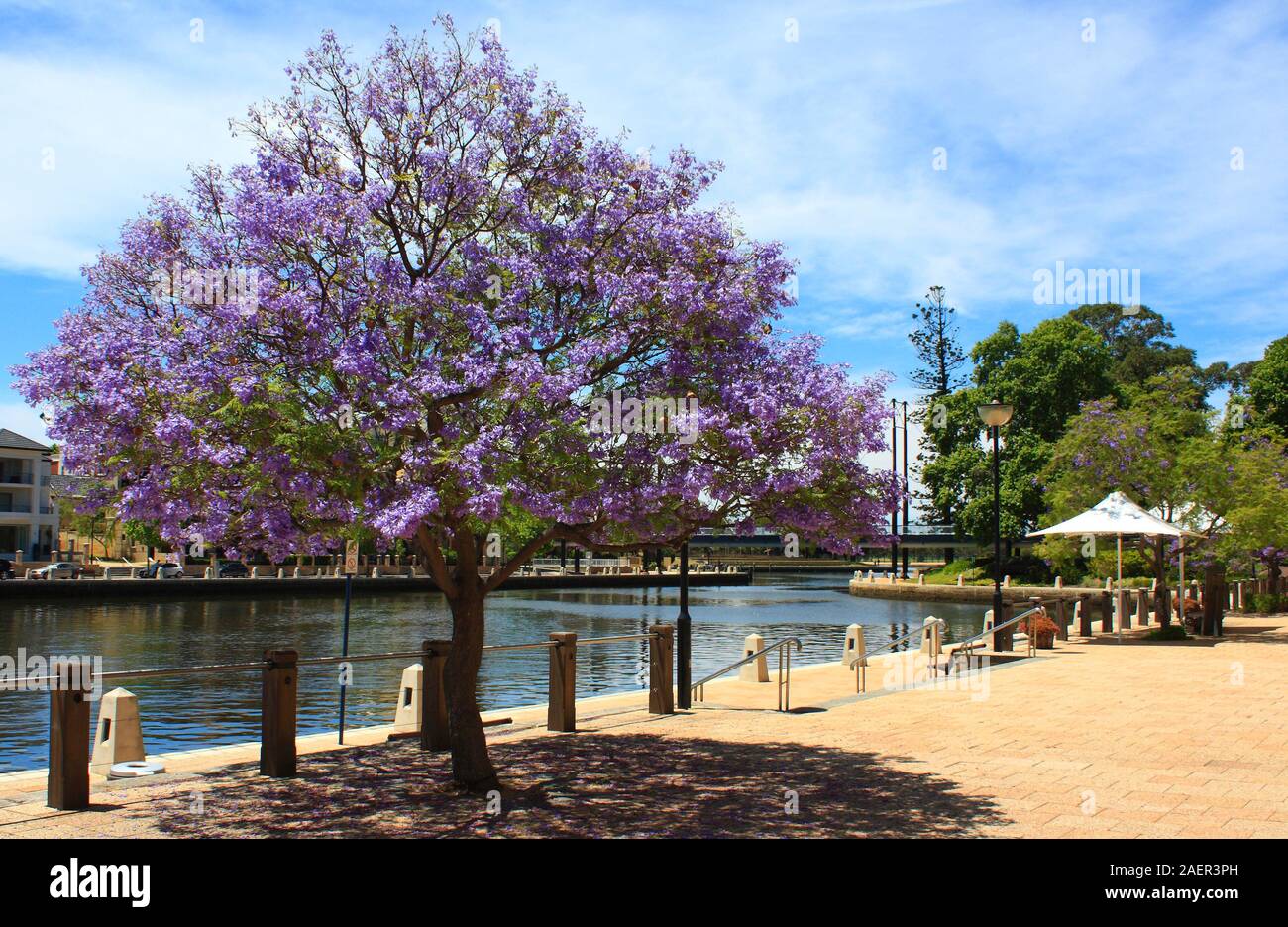 Claisebrook Grove South Perth Western Australia Stock Photo - Alamy