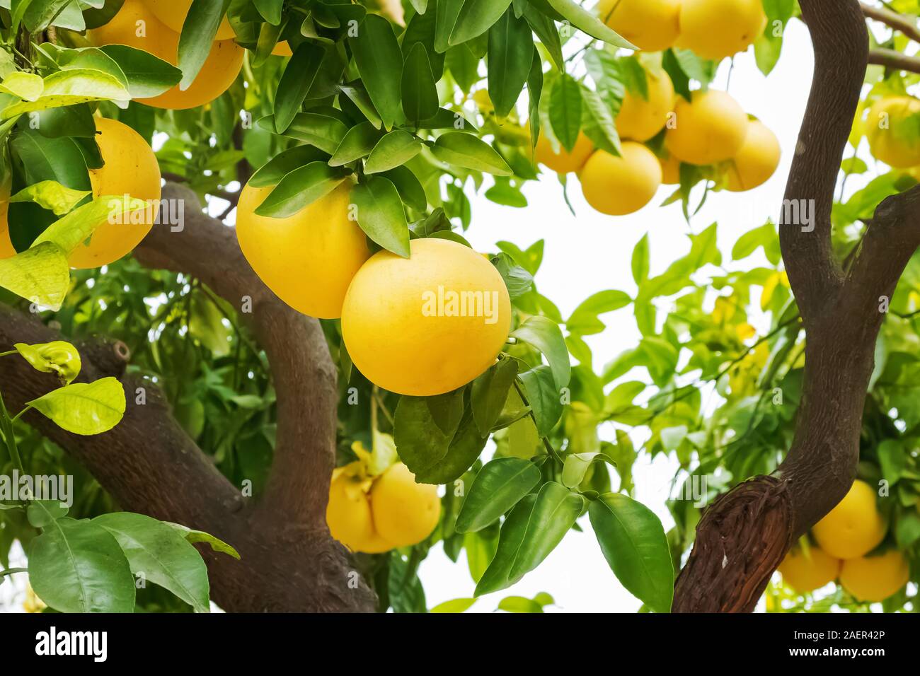 Ripe grapefruit tree hi-res stock photography and images - Alamy