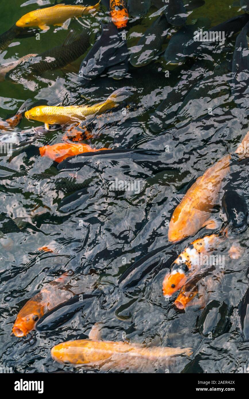 Closeup photo of colorful carp fish swimming on water surface Stock ...