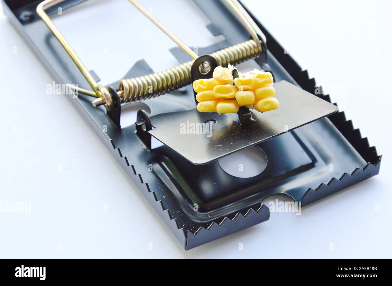 black iron mouse trap bait by corn seed on white background Stock Photo ...