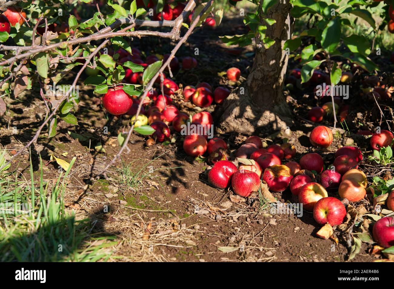 Rotten fruits on tree hi-res stock photography and images - Alamy