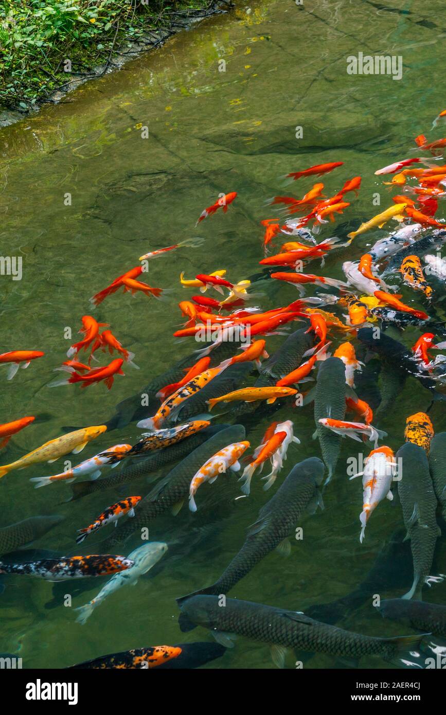 Many colorful carp koi fish swimming in the pond Stock Photo - Alamy