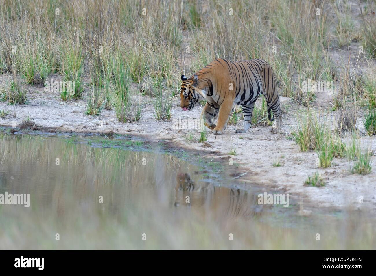 Tiger approach approaching hi-res stock photography and images - Alamy