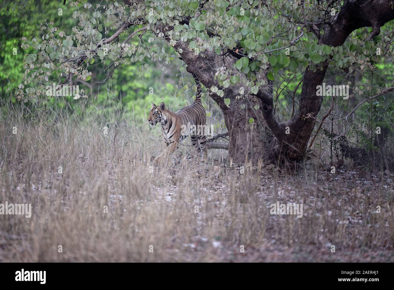 Female Bengal tiger (Panthera tigris tigris) marking her territory, Bandhavgarh National Park ...