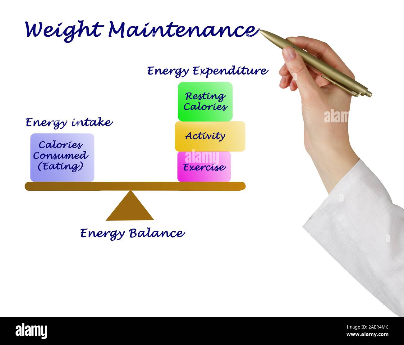 Balance between Energy intake and Energy expenditure Stock Photo - Alamy