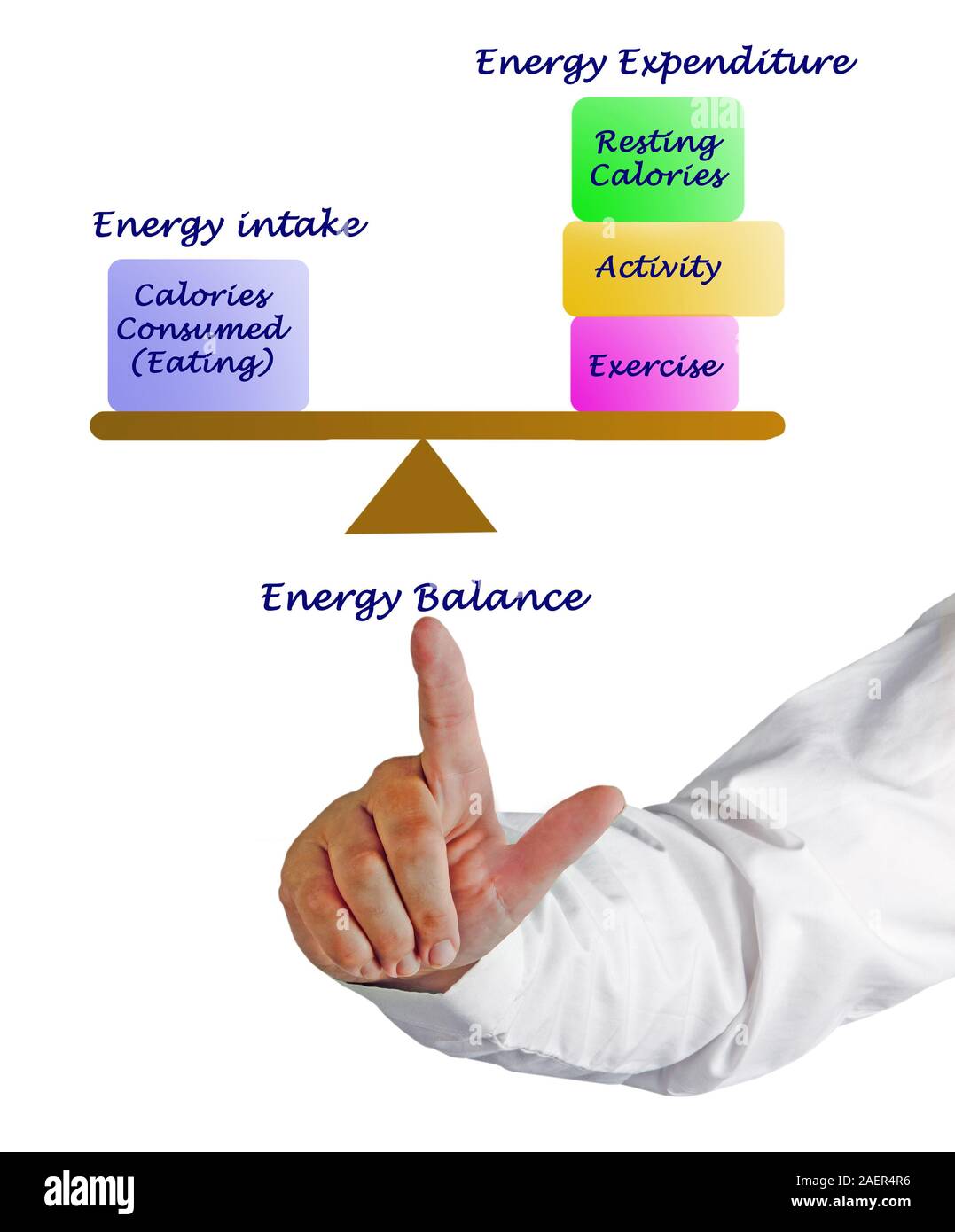 Balance between Energy intake and Energy expenditure Stock Photo - Alamy