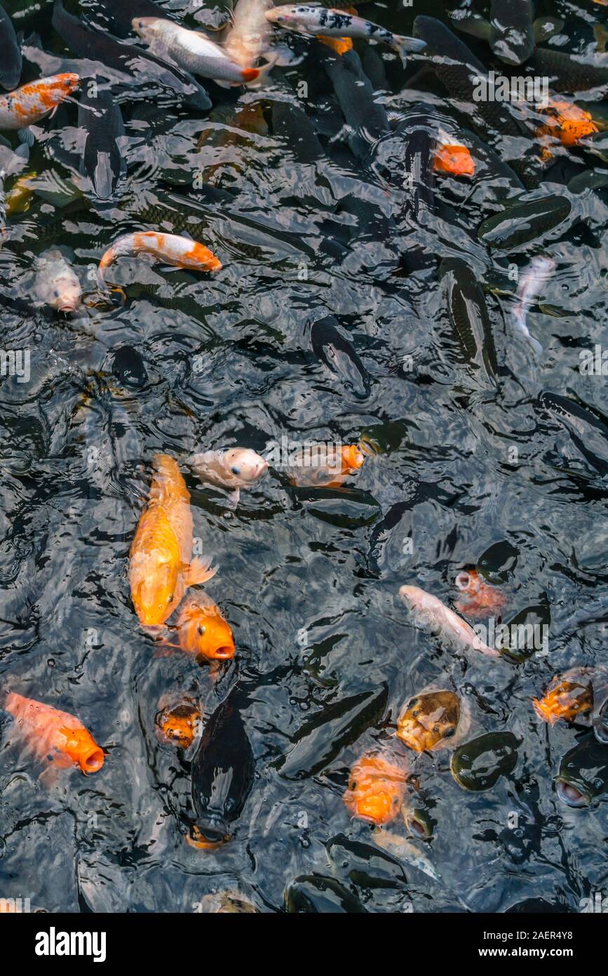 Mirror carp underwater hi-res stock photography and images - Alamy