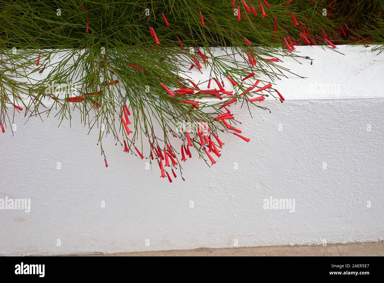 red flowers of Russelia equisetiformis plants Stock Photo - Alamy