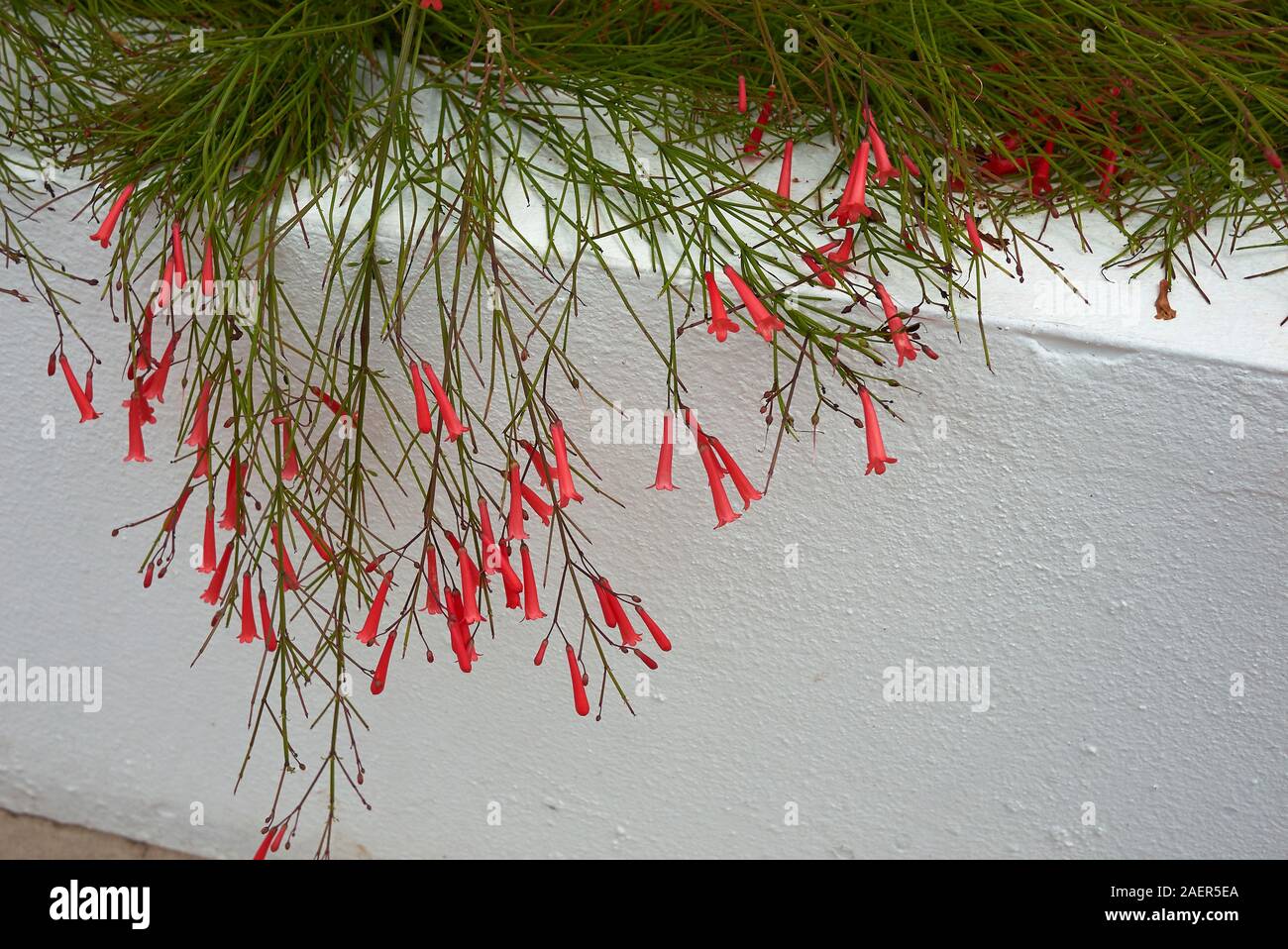 red flowers of Russelia equisetiformis plants Stock Photo - Alamy