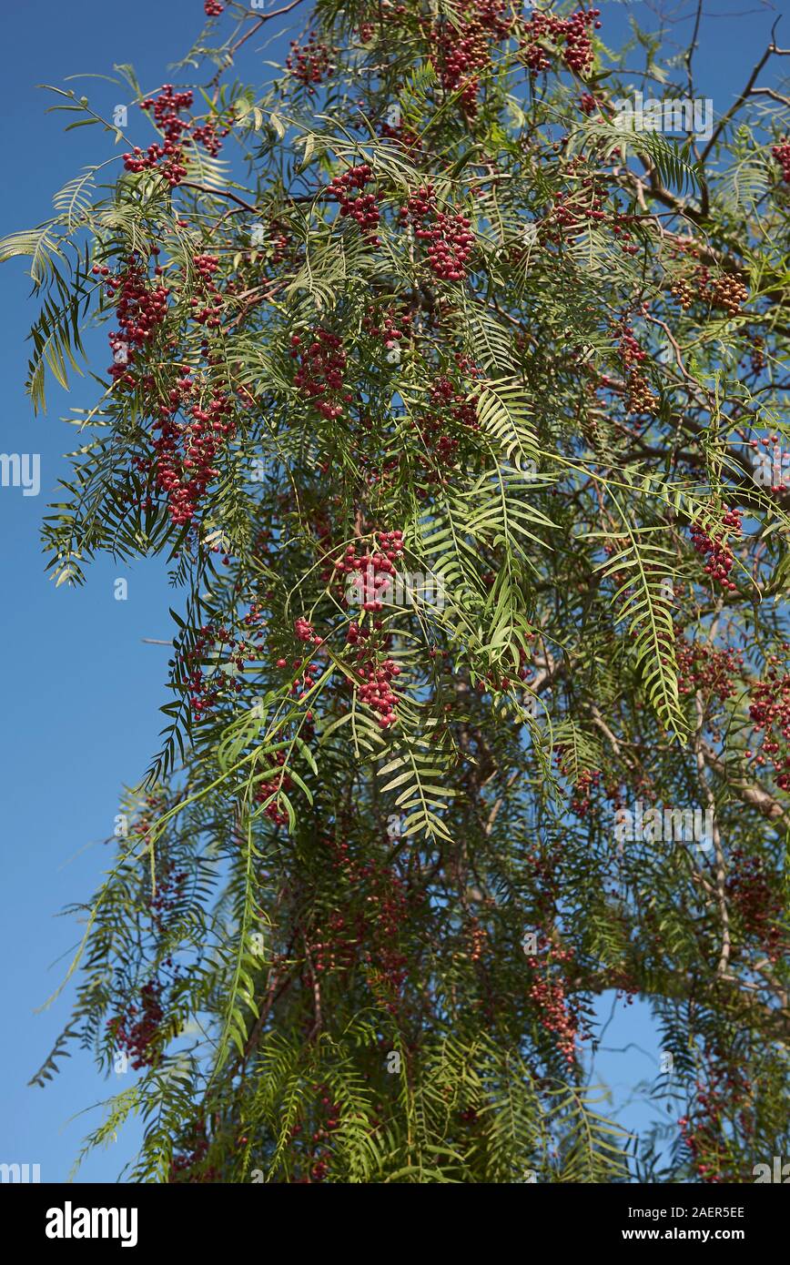 Schinus molle tree with red fruits Stock Photo - Alamy