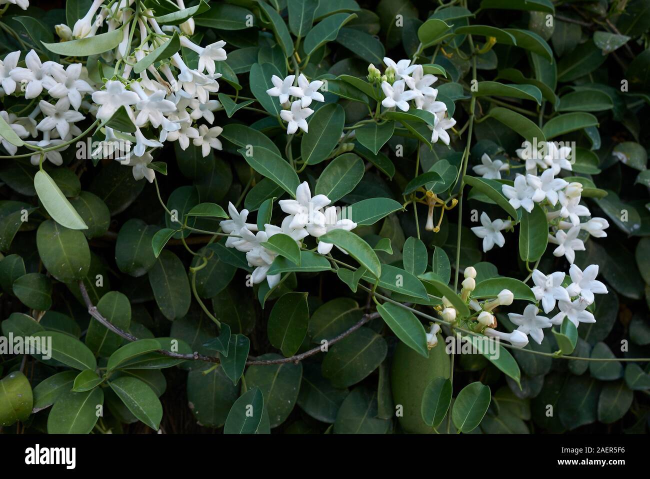 Stephanotis floribunda hi-res stock photography and images - Alamy