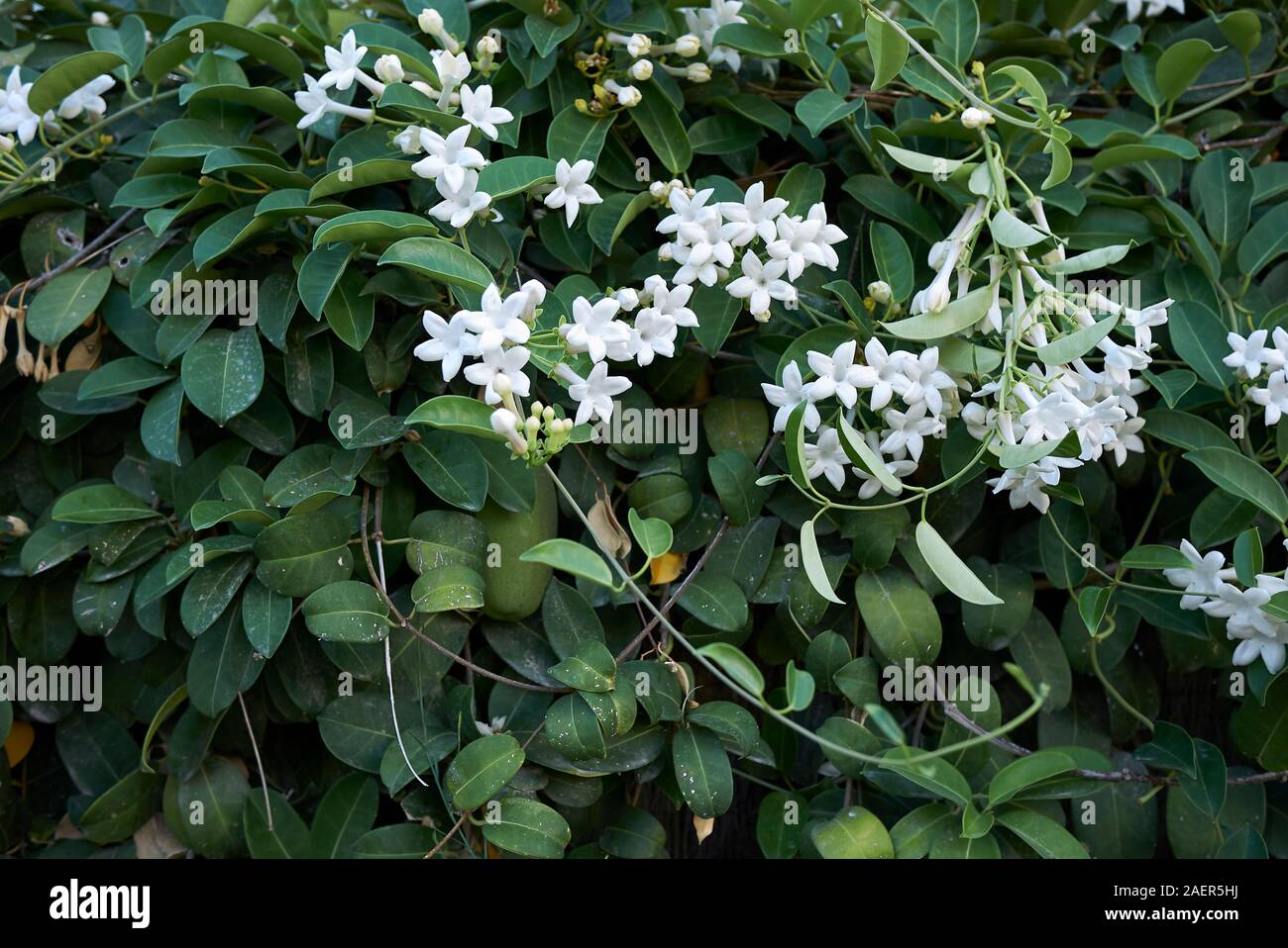 Colored Stephanotis