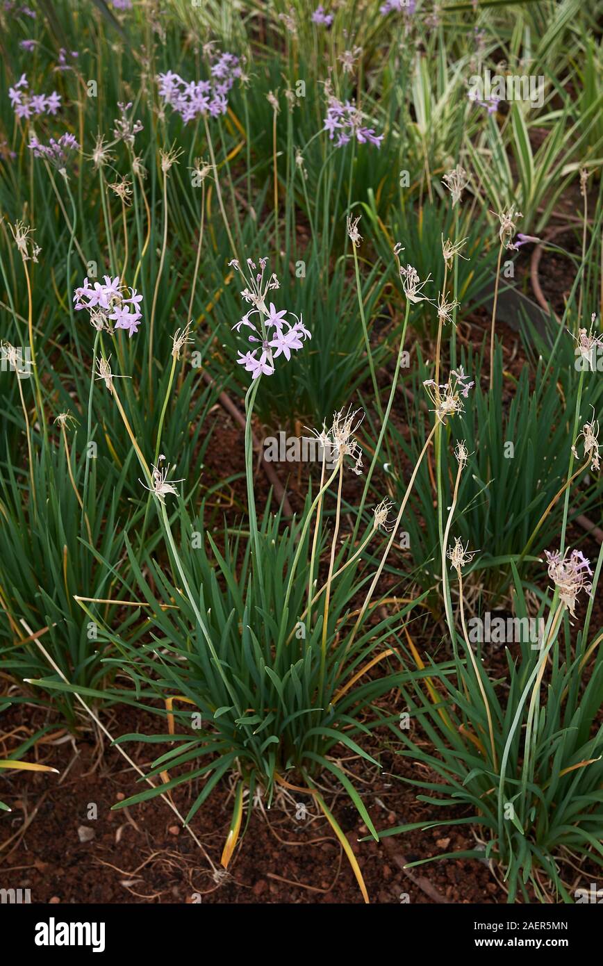 Tulbaghia violacea plants with violet flowers Stock Photo - Alamy