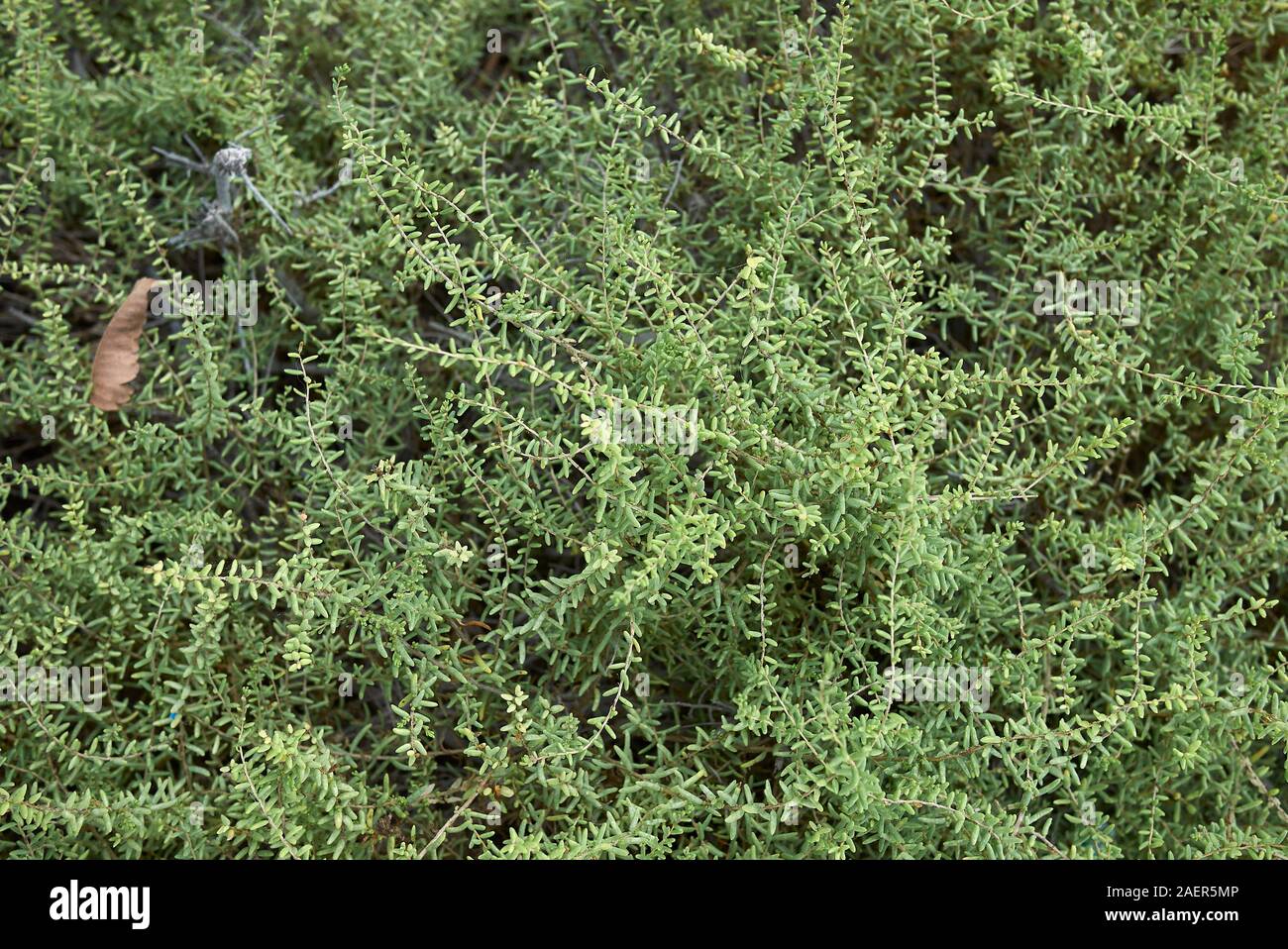 Suaeda fruticosa hi-res stock photography and images - Alamy