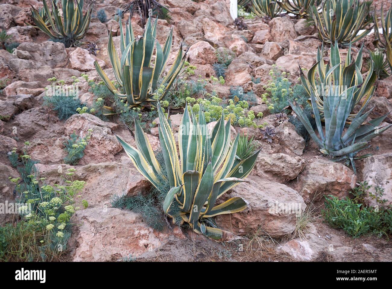 succulent plants in a rocky garden Stock Photo - Alamy