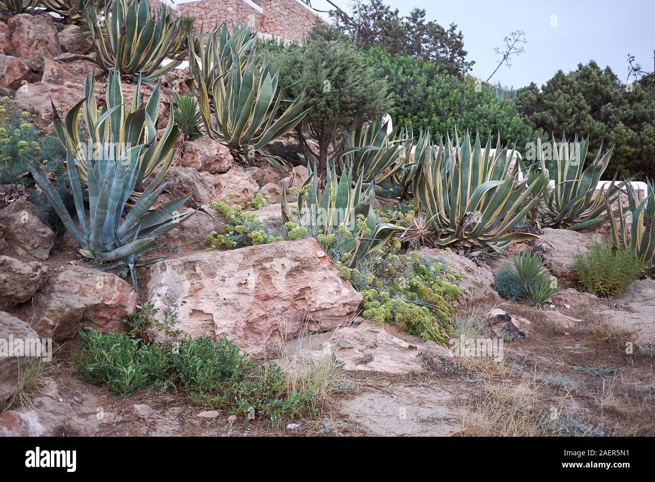 succulent plants in a rocky garden Stock Photo - Alamy