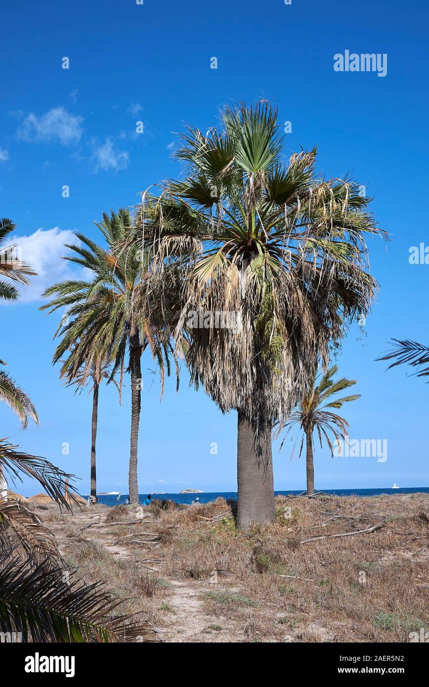 Washingtonia filifera palm fruit hi-res stock photography and images ...