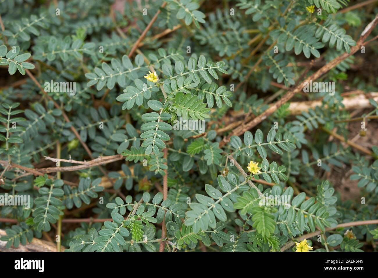 Tribulus terrestris plant hi-res stock photography and images - Alamy
