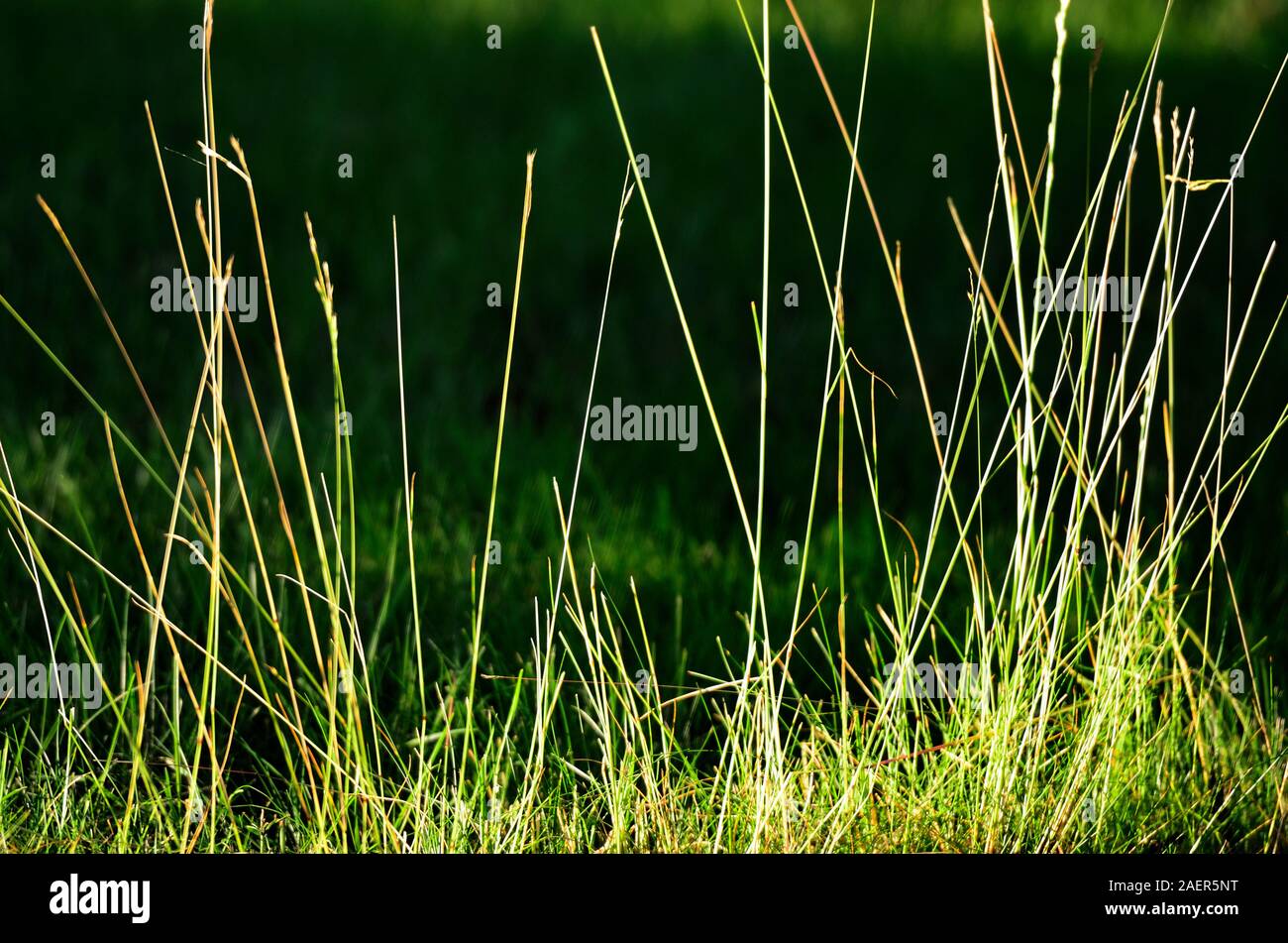 Lush green grass in hi-res stock photography and images - Alamy