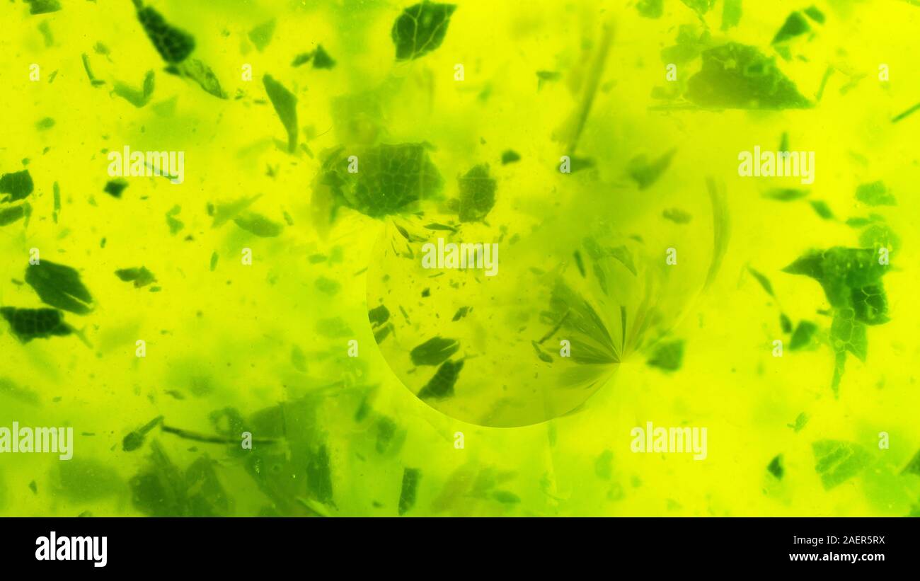 Chlorophyll A Vs B Color