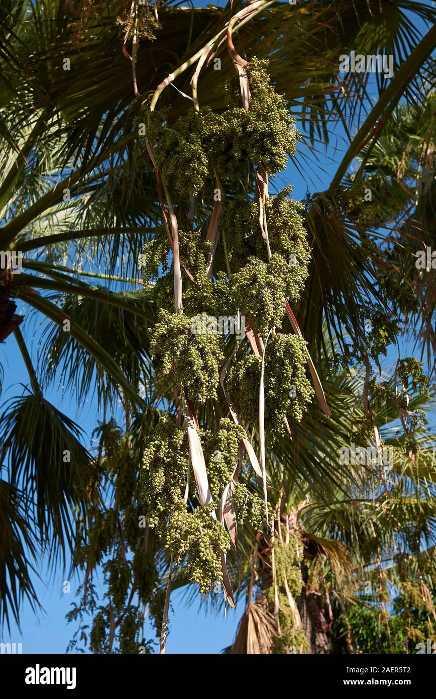 Washingtonia filifera palm fruit hi-res stock photography and images ...