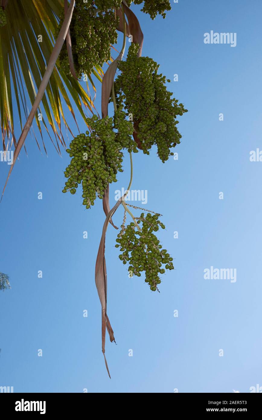 Washingtonia filifera palm fruit hi-res stock photography and images ...