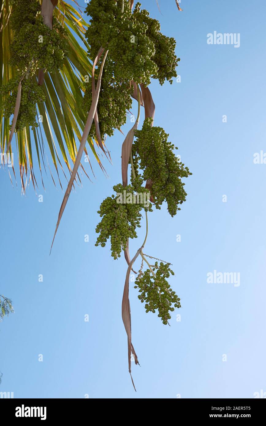 fresh fruits of Washingtonia filifera palm Stock Photo - Alamy