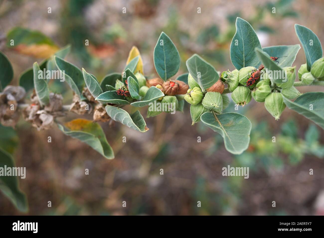colorful seed pods of Withania somnifera plant Stock Photo - Alamy